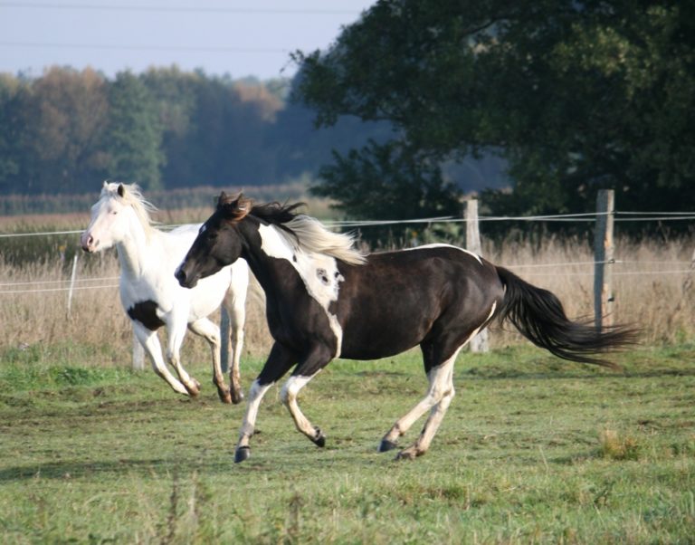 about us – Painted R Ranch